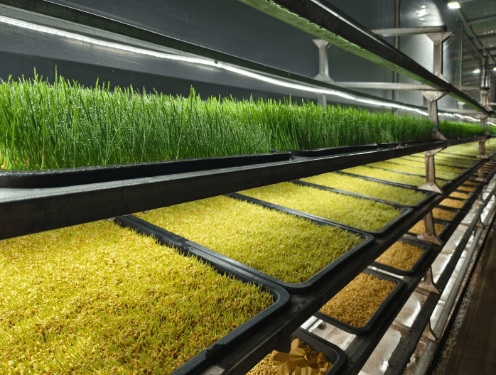 How Can Smart Systems Boost Hydroponic Fodder Efficiency? - HydroFodder ...