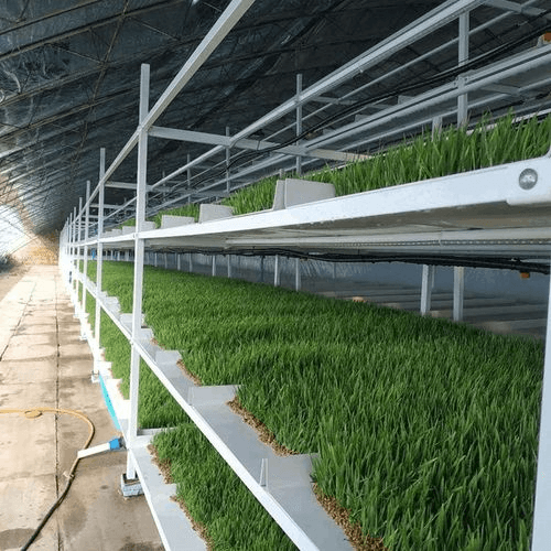 How Productive Are Hydroponic Fodder Factories? - Naturehydro Corporation